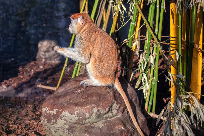 Patas monkey stock image. Image of orange, brown, savanna - 156342513