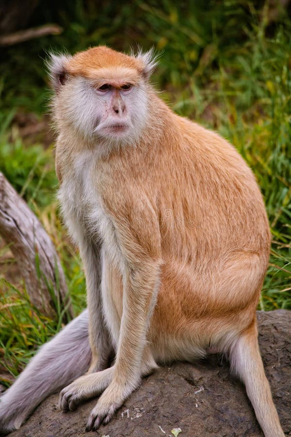 716 Patas Monkey Stock Photos - Free & Royalty-Free Stock Photos from ...