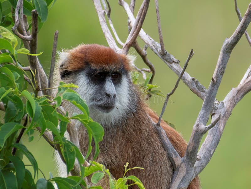 Patas Monkey on a Tree in Africa Stock Photo - Image of beauty ...