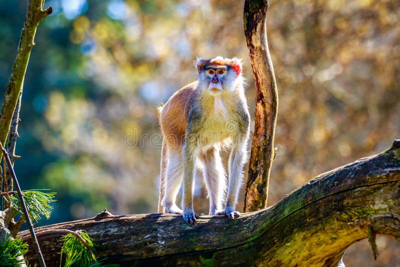Patas Monkey on Tree Branch Stock Image - Image of selective, primates ...