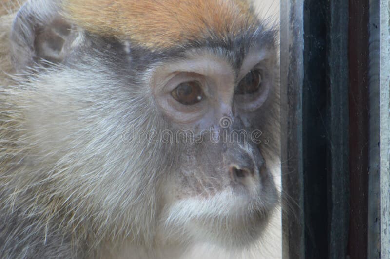 Monkey in window stock image. Image of cling, clinging - 20516263
