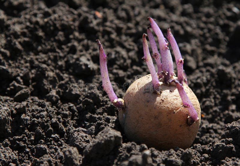Patata Germinada Aislada En El Fondo Blanco Foto de archivo - Imagen de ...