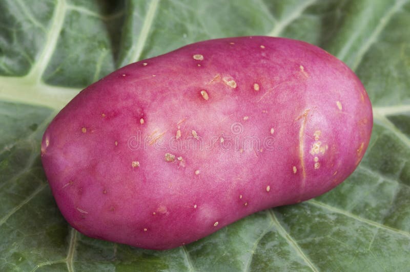 Patata rossa immagine stock. Immagine di ricetta, sfondo - 16930569