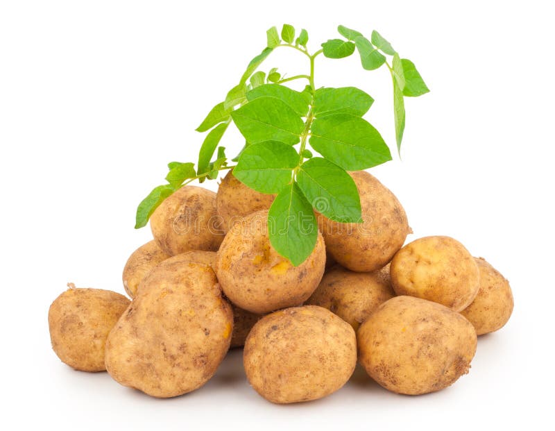 Patatas Amarillas Con Las Hojas Imagen de archivo - Imagen de patatas ...