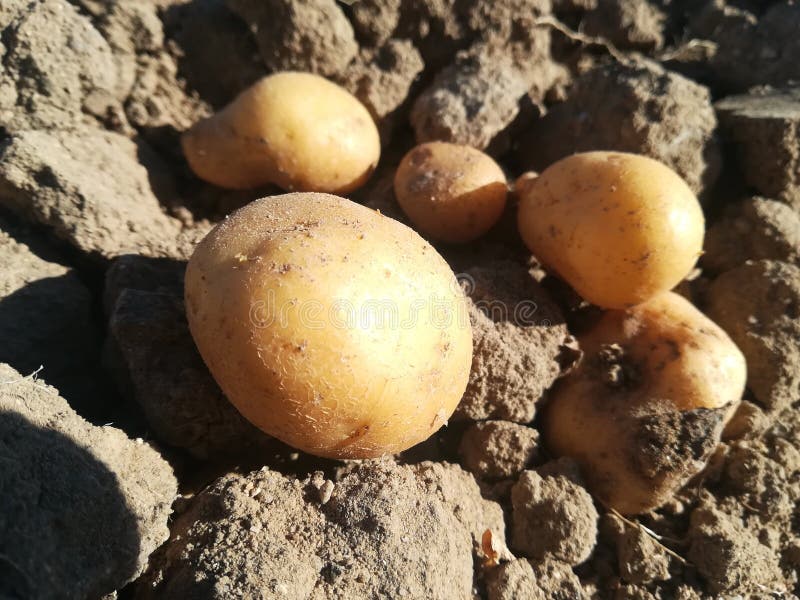 Patatas en la tierra imagen de archivo. Imagen de patatas - 102931599