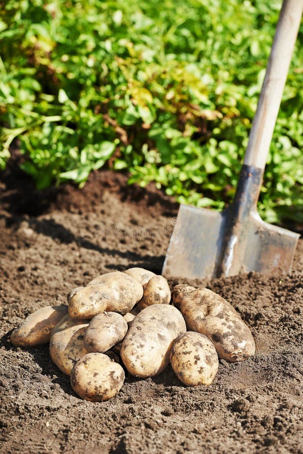 8,606 Planta De Patatas Bajo Tierra Fotos de stock - Fotos libres de ...
