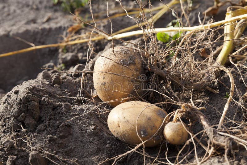 Patatas en la tierra foto de archivo. Imagen de preparado - 73989896