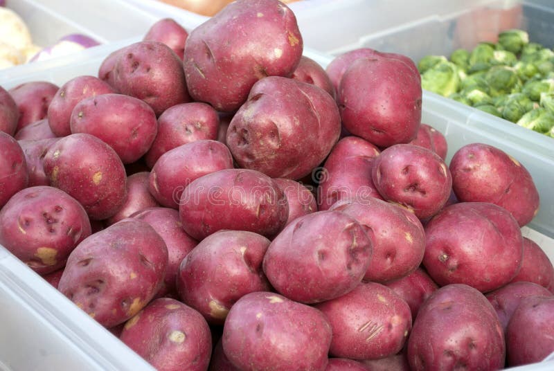 Patatas rojas imagen de archivo. Imagen de tubérculos - 47145195