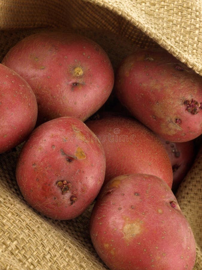 Patatas rojas imagen de archivo. Imagen de tubérculo, patata - 8731873