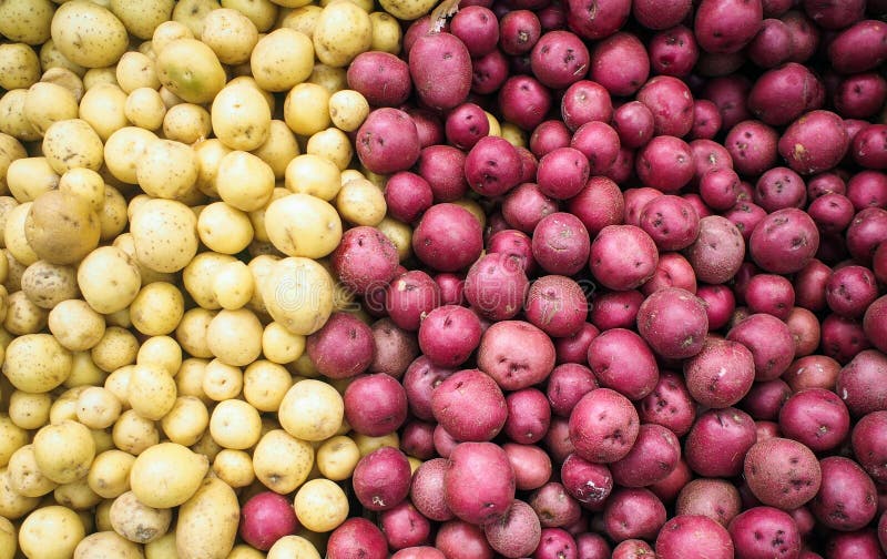Diversos Tipos Y Variedades De Patatas Orgánicas Peruanas En Sacos Foto ...