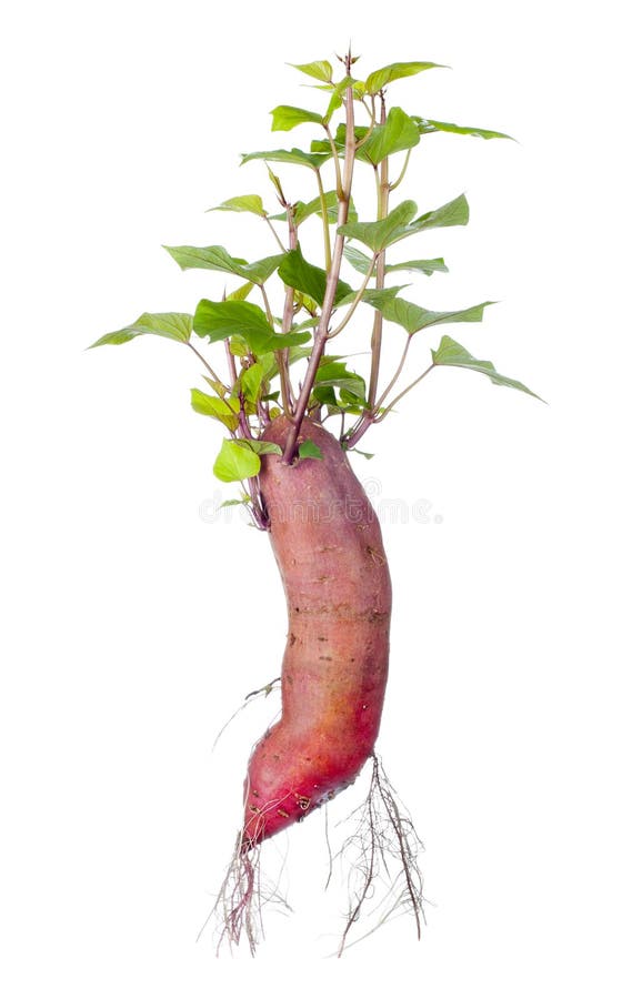 Patate douce photo stock. Image du fermer, carbohydrates - 17332572