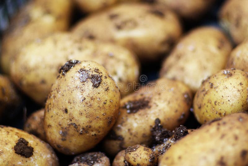 Patatoes stock image. Image of patatoes, food, agriculture - 7452833