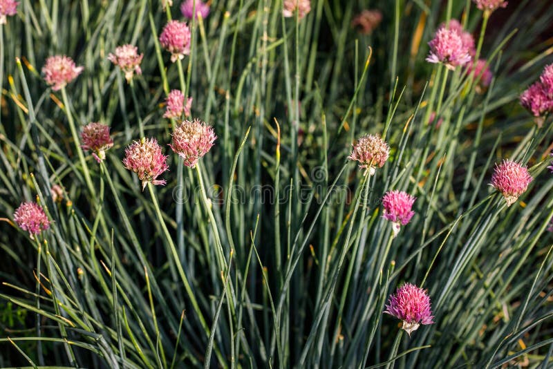 Patch with Blooming Garlic. Vegetable in Garden or Farm Stock Photo ...