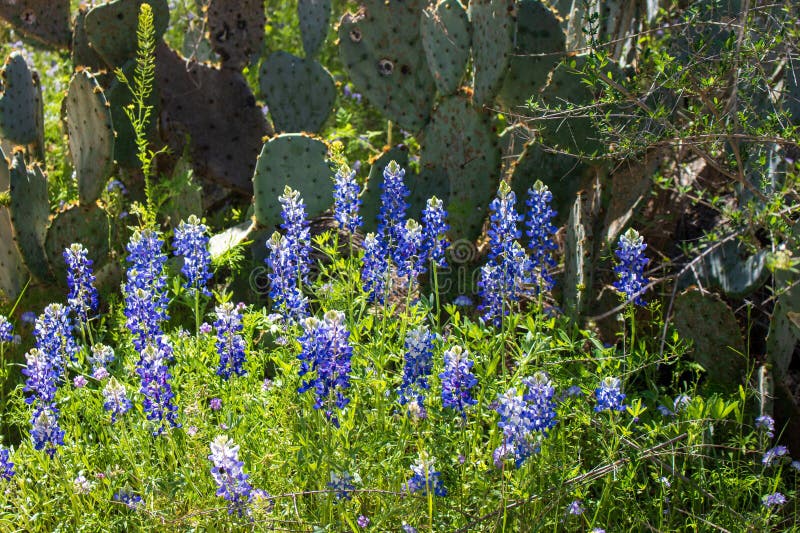 Patch of Bluebonnets and Cactus Along a Trail at Inks Lake State Park a ...