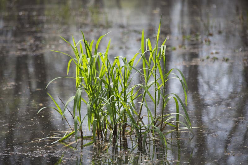 Patch of Bog Grass stock photo. Image of freshwater - 114012634