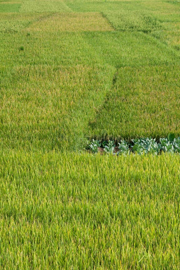 A Patch of Cabbage in the Rice Fields Stock Photo - Image of ...