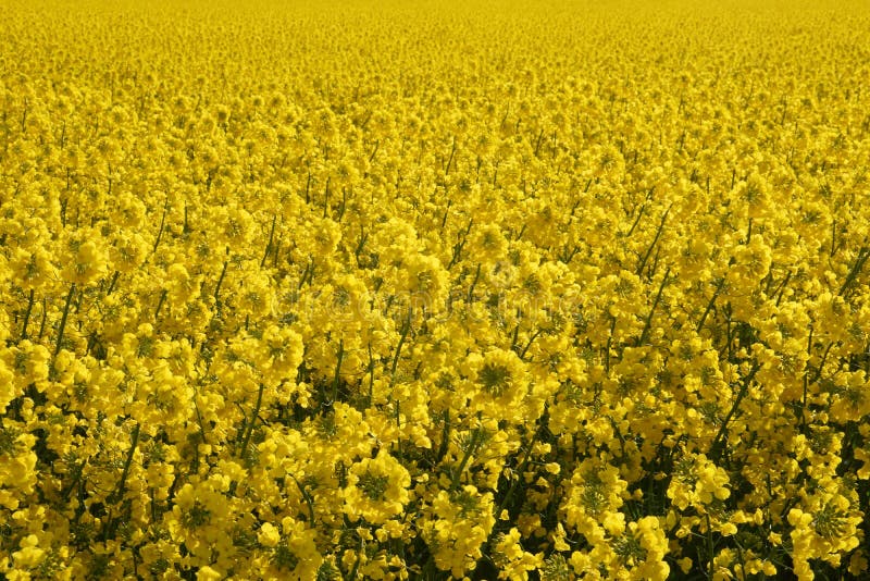 Spring has sprung stock photo. Image of flowers, leaves - 109682056