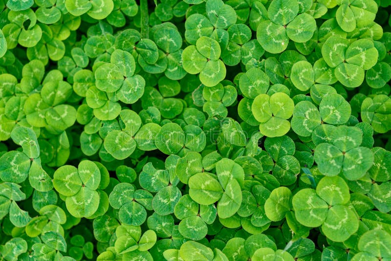 Patch of Clover in the Lawn Stock Photo - Image of springtime, coverage ...