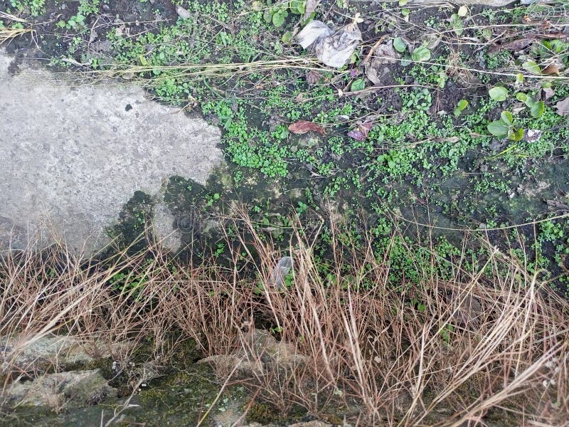 Patch of Concrete Slab Surrounded by Wild Vegetation Stock Photo ...