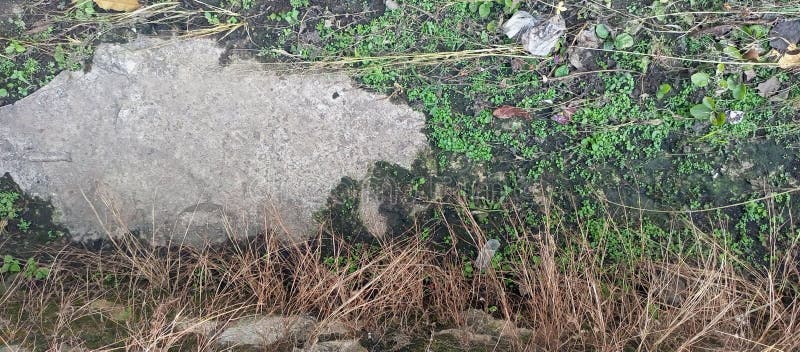 Patch of Concrete Slab Surrounded by Wild Vegetation Stock Image ...