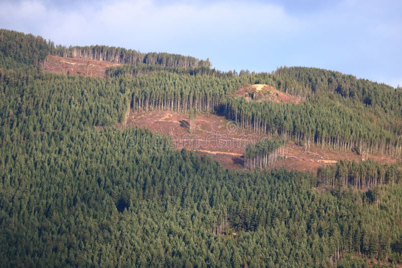 Patch Cut logging stock photo. Image of clearing, american - 135048264