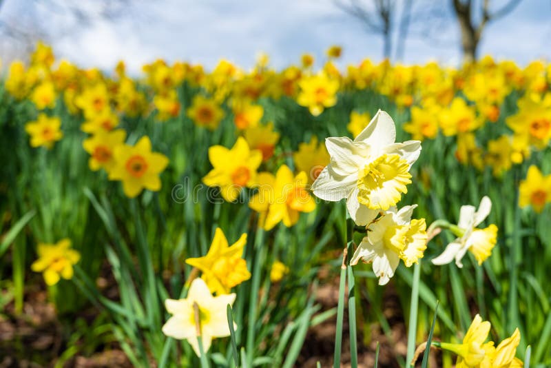 A Patch of Daffodil Flowers Blooming in the Spring Stock Photo - Image ...