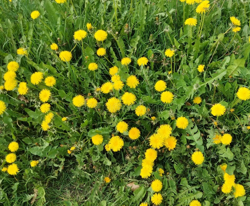 Dandelions Patch Lawn Stock Photos - Free & Royalty-Free Stock Photos from Dreamstime