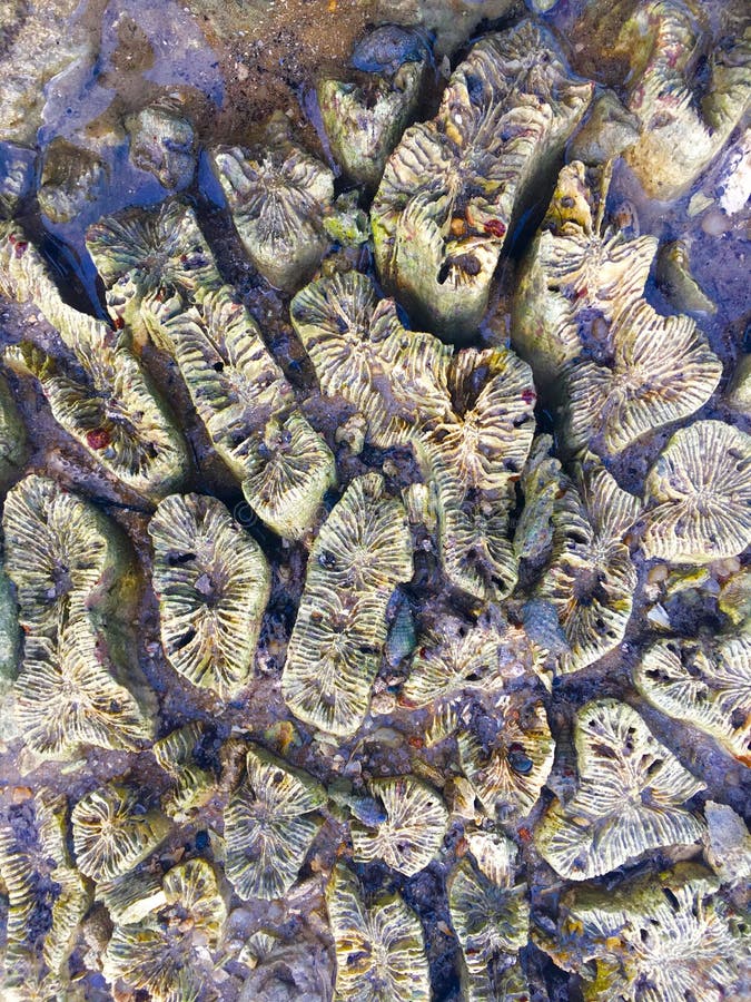 Patch of dead coral stock image. Image of sand, beach - 262207061