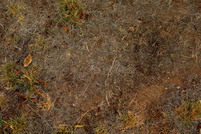 A Patch of Dead Grass and Leaves Stock Photo - Image of cold, meadow ...