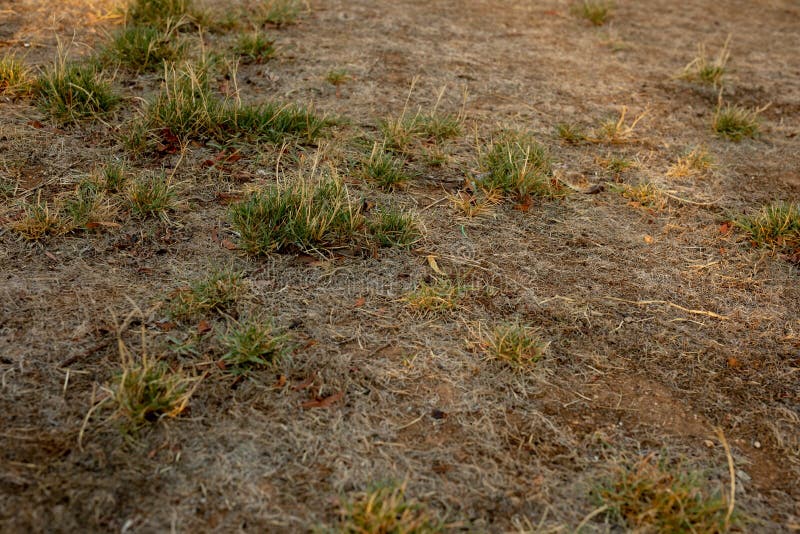 A Patch of Dead Grass and Leaves Stock Photo - Image of cold, meadow ...