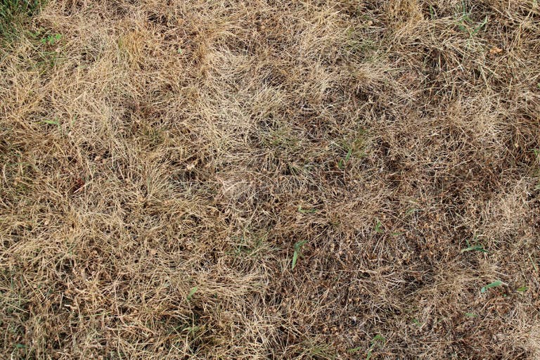 A Patch of Dead Grass Texture Stock Image - Image of texture, lawn ...