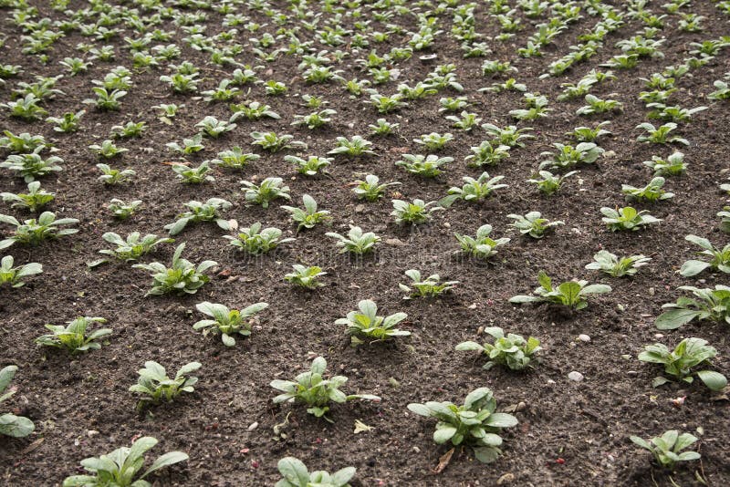 Patch of earth with plants stock photo. Image of natural - 78951630