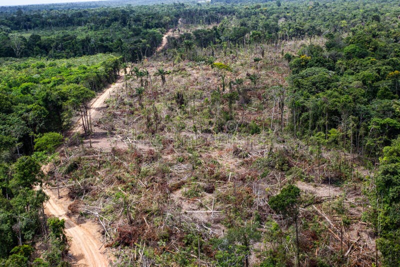 Patch of Forest in the Process of Being Cleared of Vegetation Stock ...