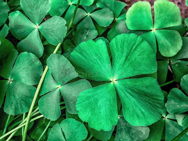 A Patch of Four Leaf Clovers in Focus Stock Image - Image of clovers ...