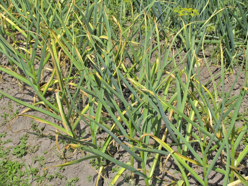 Patch with Garlic. Growing Garlic in Garden Stock Photo - Image of ...