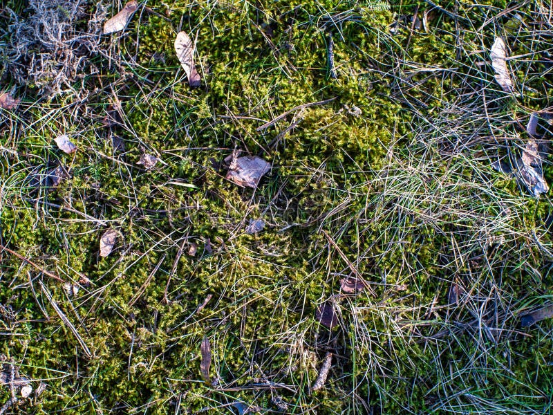 Patch Grass Some Leaves Twigs Stock Photos - Free & Royalty-Free Stock ...