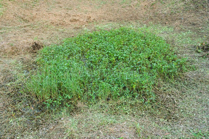 A Patch of Grass and Water Spinach Stock Photo - Image of moist ...