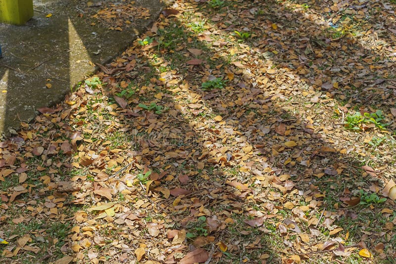 A Patch of Green Grass Covered in Fall Leaves Stock Photo - Image of ...