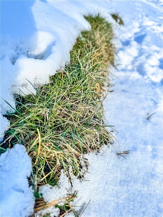 Green Grass Emerging White Snow Natural Landscape Stock Photos - Free ...