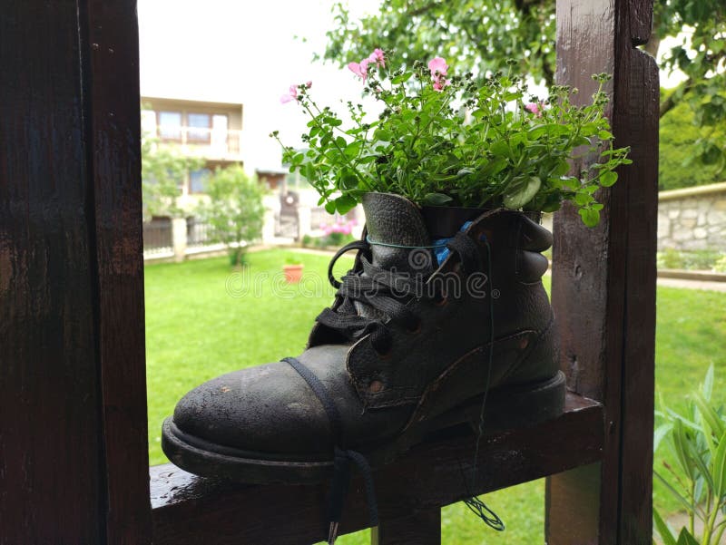 Patch of Green Grass Growing Inside a Black Boot Stock Image - Image of ...