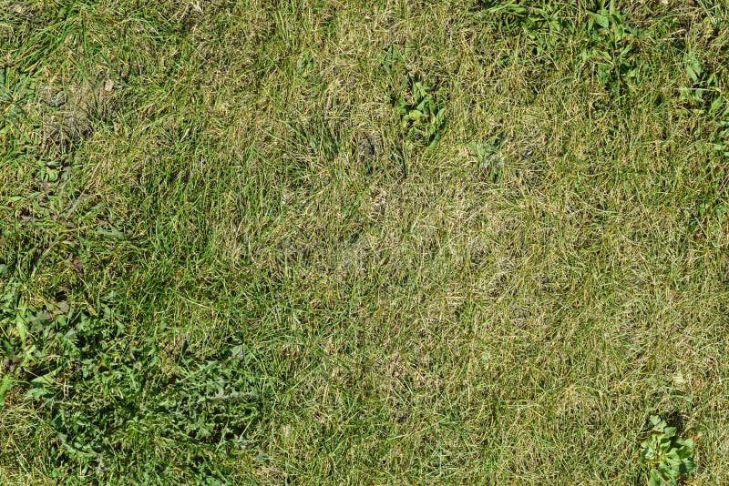 Patch on the green lawn stock photo. Image of background - 21760696