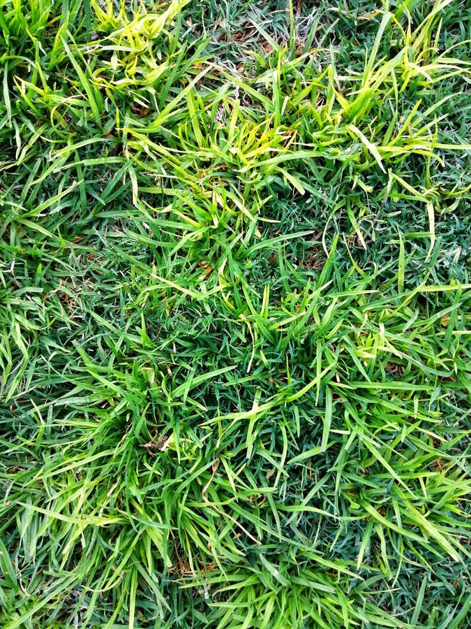 Patch of Green Grass Slightly Saturated with Afternoon Summer Light ...