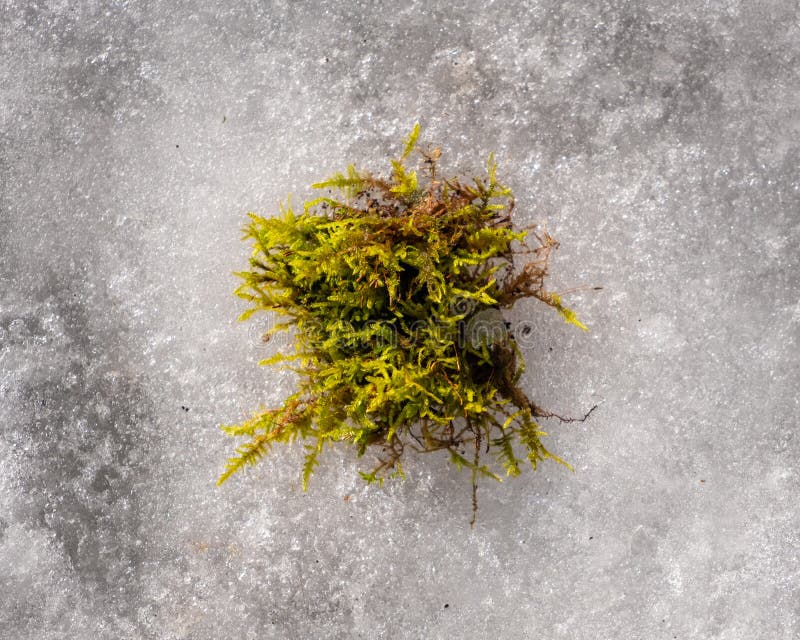 A Patch of Green Moss Sits on Melting Ice on a Sunny Warm Day in Early ...