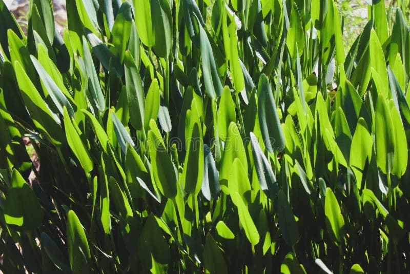Patch of Green Pickerelweed Leaves in Sun Stock Image - Image of ... Patch of Green Pickerelweed Leaves in Sun Stock Image - Image of ...
