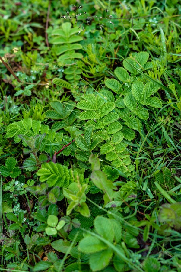 A patch of green plants stock photo. Image of spruce - 263739166