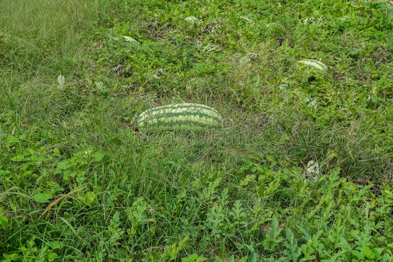 294 Watermelon Patch Stock Photos - Free & Royalty-Free Stock Photos ...