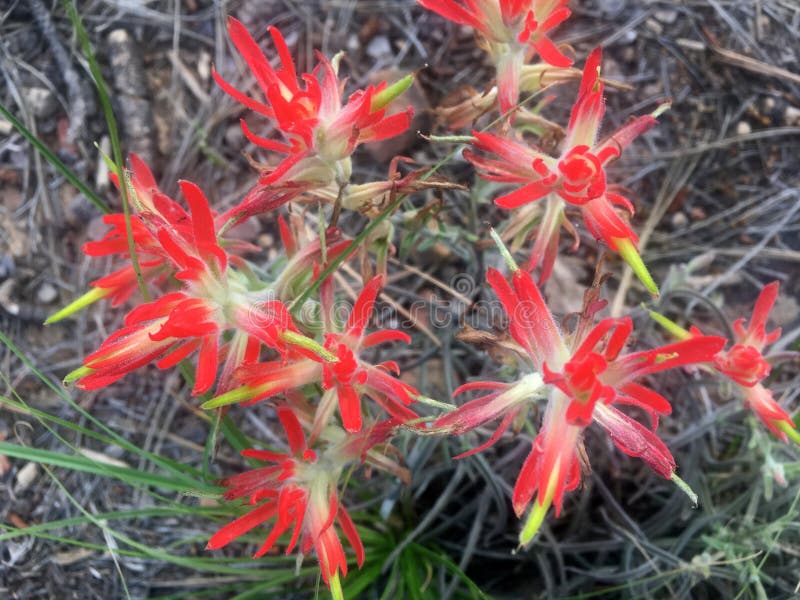 Patch of Indian Paintbrush stock photo. Image of wildflower - 97735658