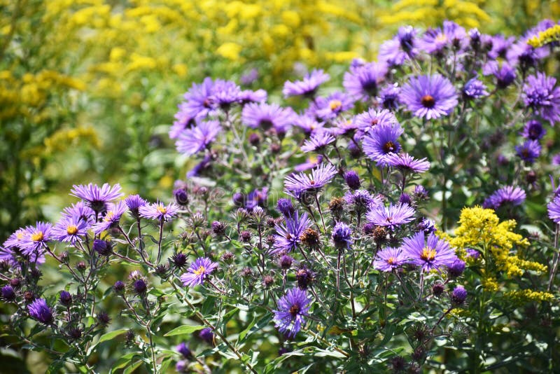 Lavender Patch with Rustic Shed Stock Image - Image of outdoor ...
