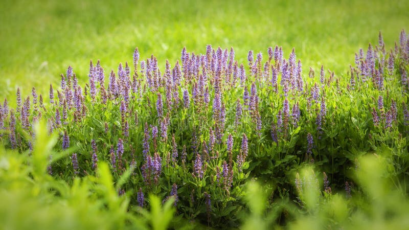 A Patch of Lavender stock image. Image of bloom, green - 30824279