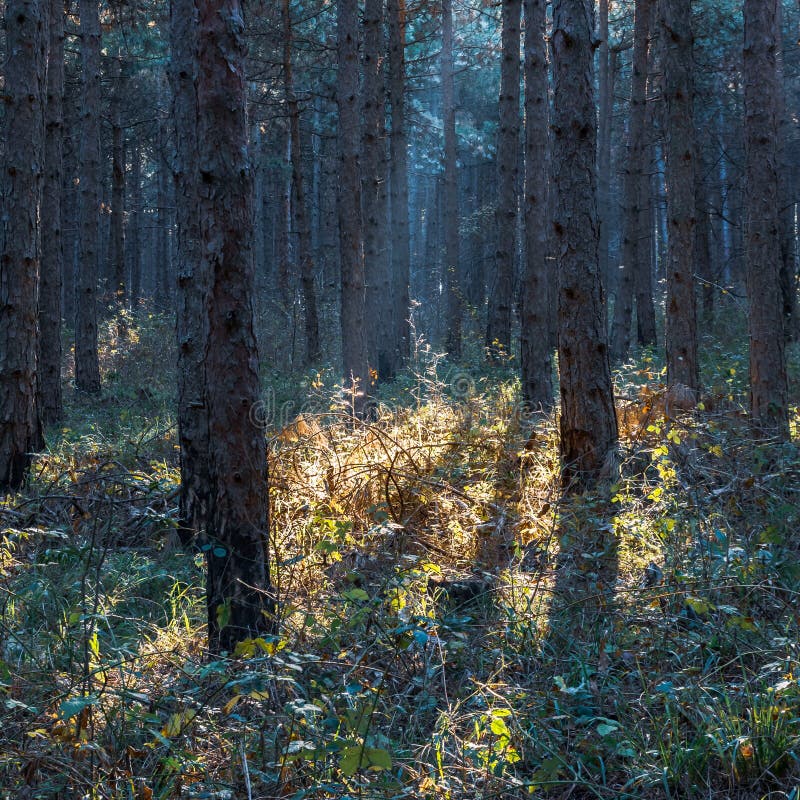 A Patch of Light in the Cold Forest Stock Photo - Image of woods ...